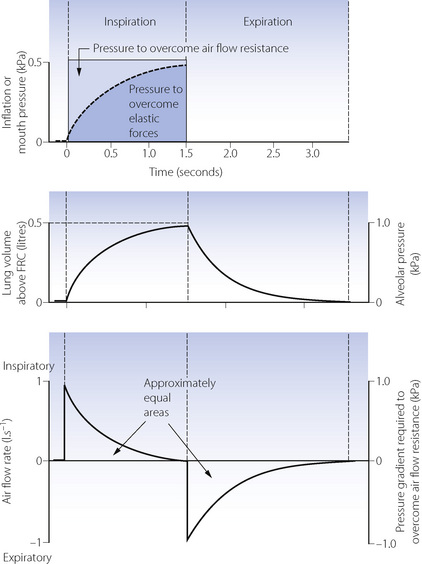 Respiratory support and artificial ventilation | Thoracic Key