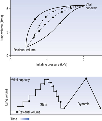 AIRFLOW IN THE RESPIRATORY SYSTEM | Thoracic Key