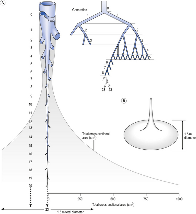 AIRFLOW IN THE RESPIRATORY SYSTEM | Thoracic Key