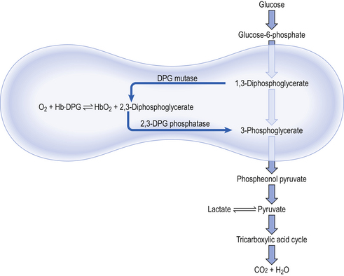 CARRIAGE OF GASES BY THE BLOOD AND ACID/BASE BALANCE | Thoracic Key
