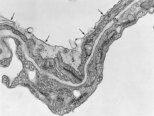 Ultrastructure and Morphometry of the Human Lung | Thoracic Key