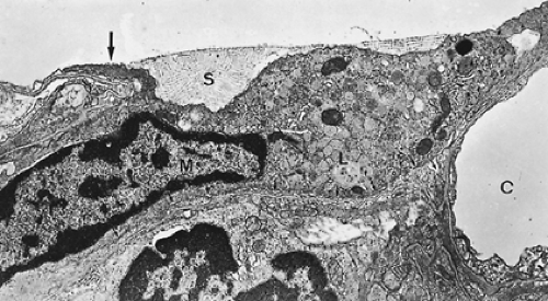 Ultrastructure and Morphometry of the Human Lung | Thoracic Key