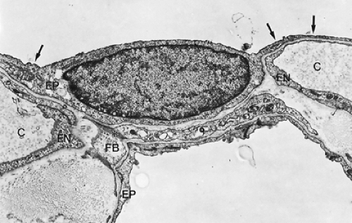 Ultrastructure and Morphometry of the Human Lung | Thoracic Key