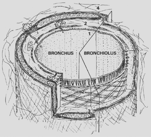 Ultrastructure and Morphometry of the Human Lung | Thoracic Key