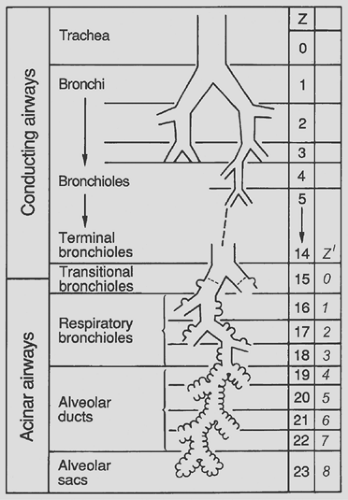 Ultrastructure and Morphometry of the Human Lung | Thoracic Key