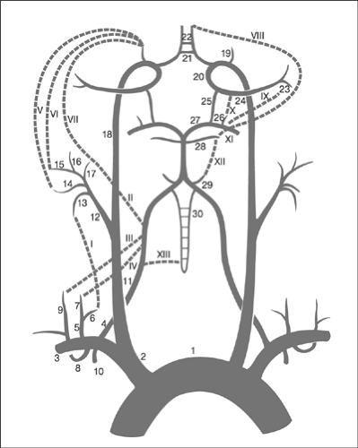 Internal Carotid Artery | Thoracic Key