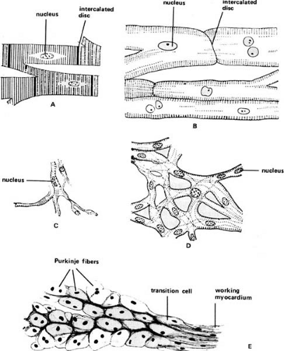Myocyte Structure and Function | Thoracic Key