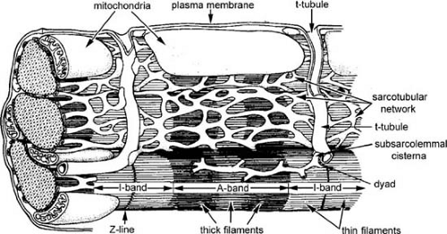 Myocyte Structure and Function | Thoracic Key