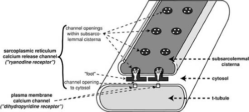 Myocyte Structure And Function Thoracic Key