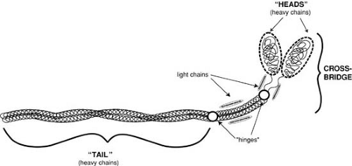 Myocyte Structure And Function Thoracic Key