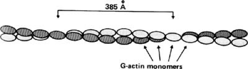 Myocyte Structure and Function | Thoracic Key