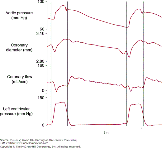 Coronary Blood Flow and Myocardial Ischemia | Thoracic Key