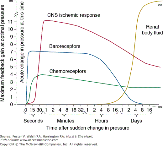 Pathophysiology of Hypertension | Thoracic Key