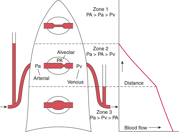 Oxygenation and External Respiration | Thoracic Key