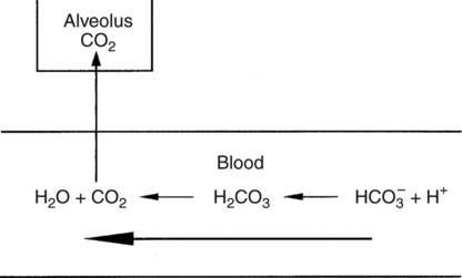 Acid-Base Homeostasis | Thoracic Key