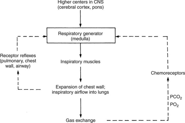 Regulation of Acids, Bases, and Electrolytes | Thoracic Key