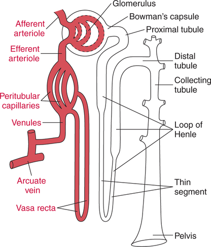 Regulation of Acids, Bases, and Electrolytes | Thoracic Key