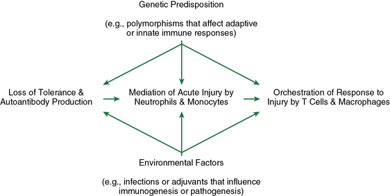Pathophysiology of Vasculitis | Thoracic Key