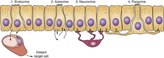 Small Intestine | Thoracic Key