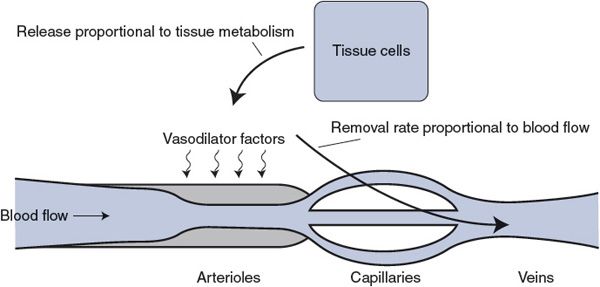 Vascular Control | Thoracic Key