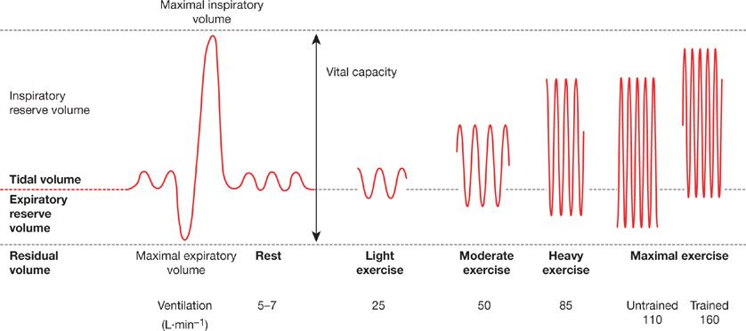 Respiratory System Response to Exercise in Health | Thoracic Key