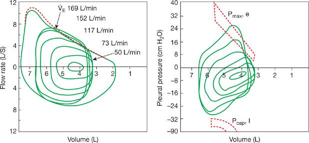 Respiratory System Response to Exercise in Health | Thoracic Key