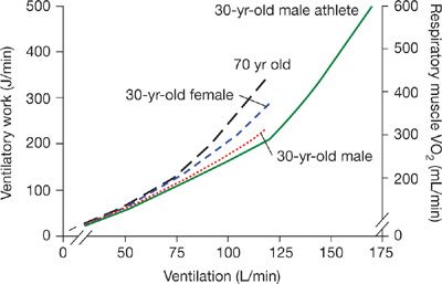 Respiratory System Response to Exercise in Health | Thoracic Key