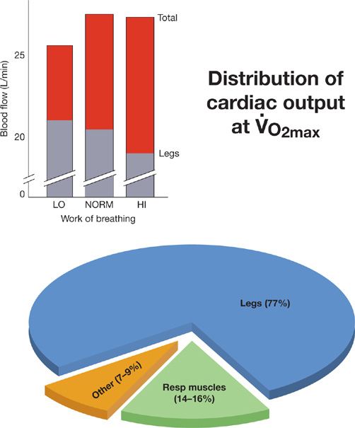Respiratory System Response to Exercise in Health | Thoracic Key