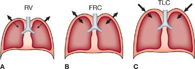 Pulmonary Function Testing | Thoracic Key